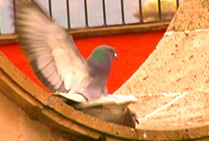 Bio-Bit | Morelia Film Festival